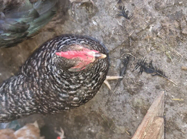 Chickens for sale in Swindon | Freeads