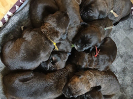 Female Cane Corso Puppies and Dogs for sale in Northern Ireland | Freeads