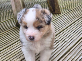 Beardie Border X Pups Blue Merle & Tri Colour Male & Female Ready To ...