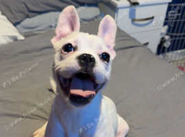 Staffy Cross Frenchie. in Halesowen on Freeads Classifieds ...