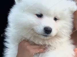 Samoyed 9 Weeks Old Puppy For Sale in Liverpool L6 on Freeads ...