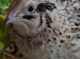 Quails for sale in Bradford | Freeads