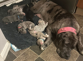 Female Cane Corso Puppies and Dogs for sale in Northern Ireland | Freeads