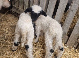 Sheep for sale in Ryton Woodside | Freeads