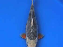 Koi for sale | Freeads