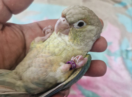 Parrots and Parakeets for sale in Feltham | Freeads