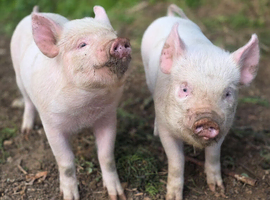 Pigs for sale in Berkshire | Freeads