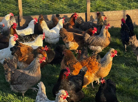 Silkie Chickens for sale in Castle Morris | Freeads