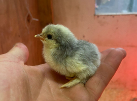 Pekin Bantam Chickens for sale in Calne Marsh | Freeads