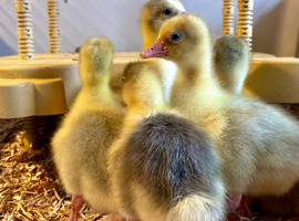 Geese for sale in Temple Cowley | Freeads