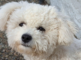 Bichon Frise Puppies and Dogs for sale in Northern Ireland | Freeads